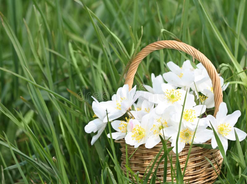Basket of Wild Spring Flowers Stock Photo - Image of flower, mother ...