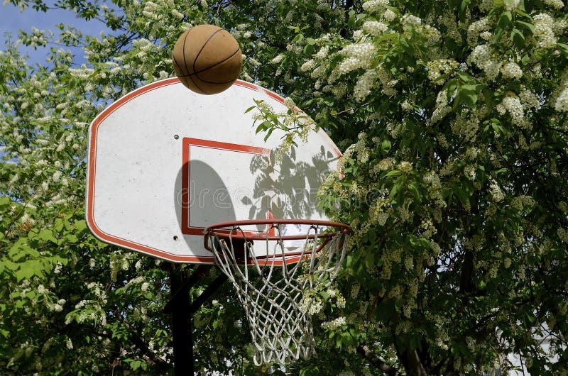 Basketball Blossoms Stock Photos - Free & Royalty-Free Stock Photos ...
