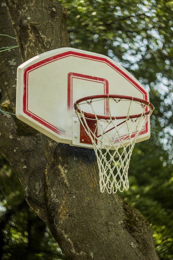 A Basketball Basket on the Tree Stock Photo - Image of outdoors ...