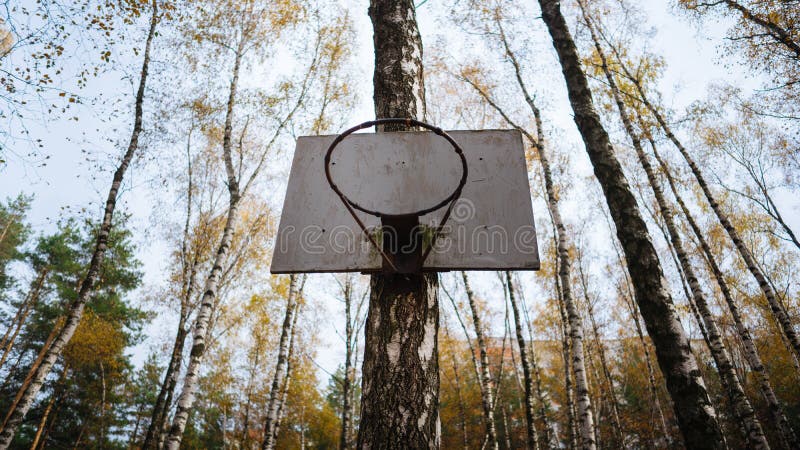 Old Basketball in the Forest Stock Image - Image of plant, grass: 204447787
