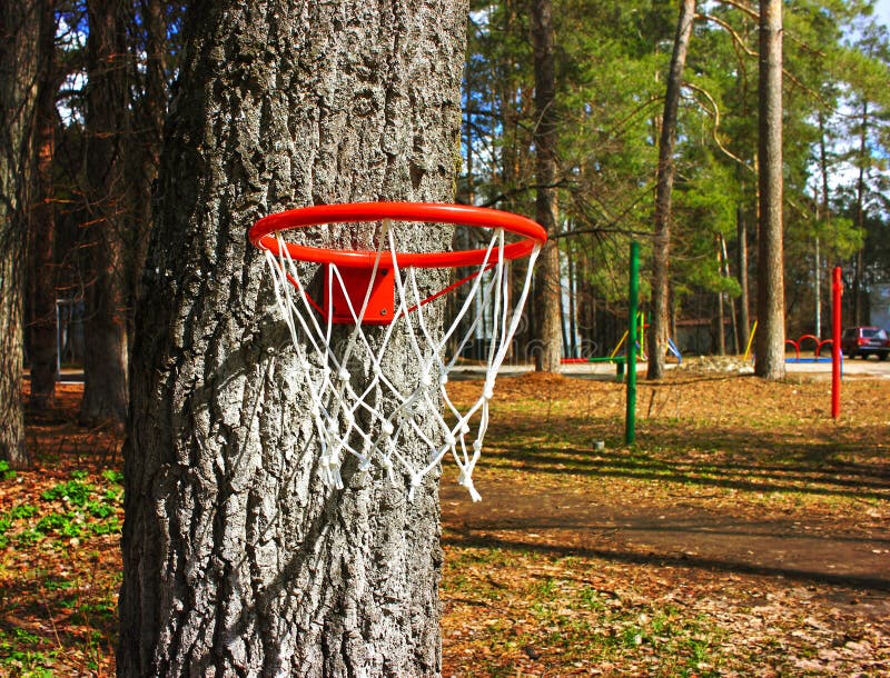 Basketball Ring in the Spring Day on the Tree Stock Photo - Image of ...