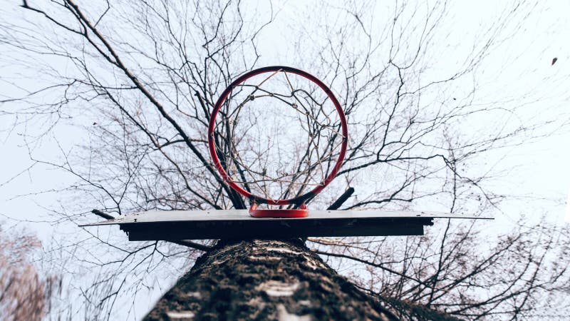 Basketball Ring on a Tree, Red Color with a Net. View from the Bottom ...