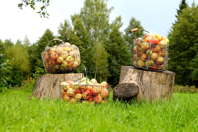 Baskets of apple stock image. Image of countryside, basket - 24880899