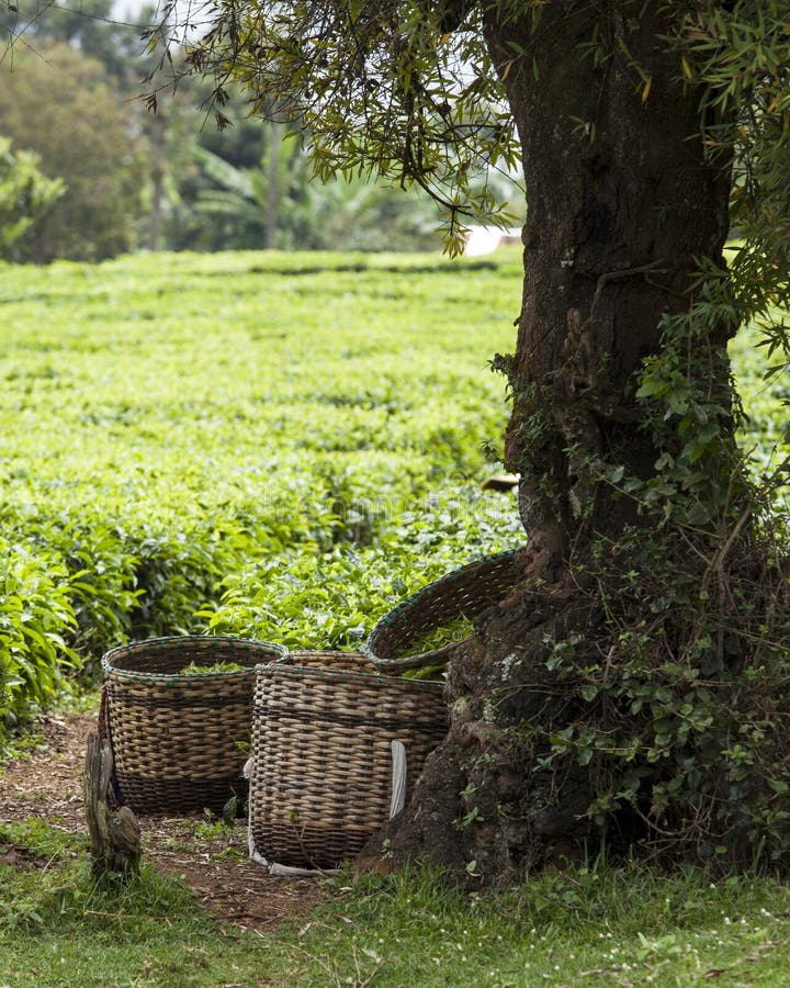 Baskets Full of Freshly Picked Tea Stock Image - Image of garden, herb ...