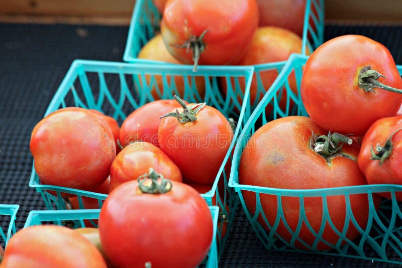 Bushels of Tomatoes stock photo. Image of farm, farmers - 15864334