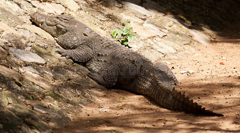 Basking crocodile stock image. Image of nature, beautiful - 40223765