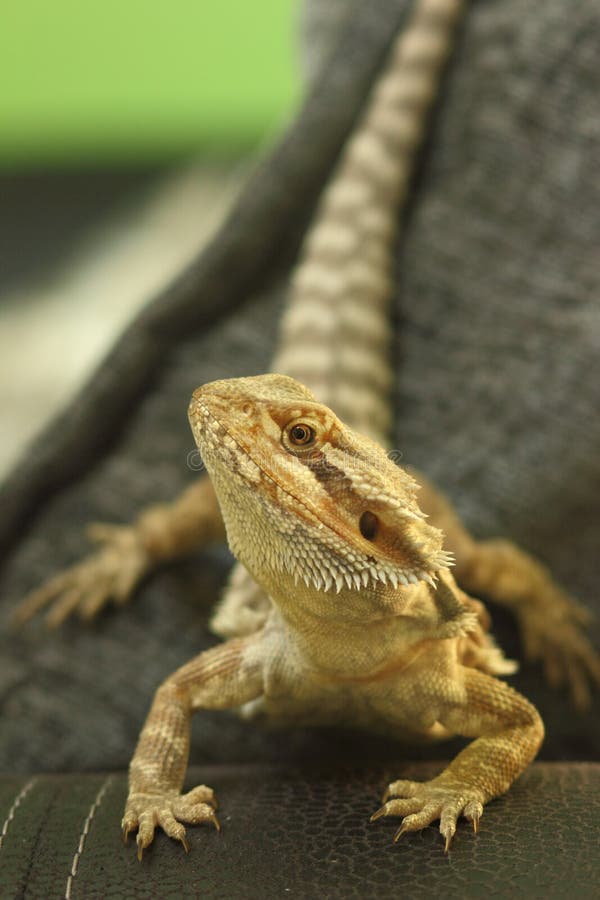 Basking dragon stock photo. Image of eyes, pets, posing - 33323588