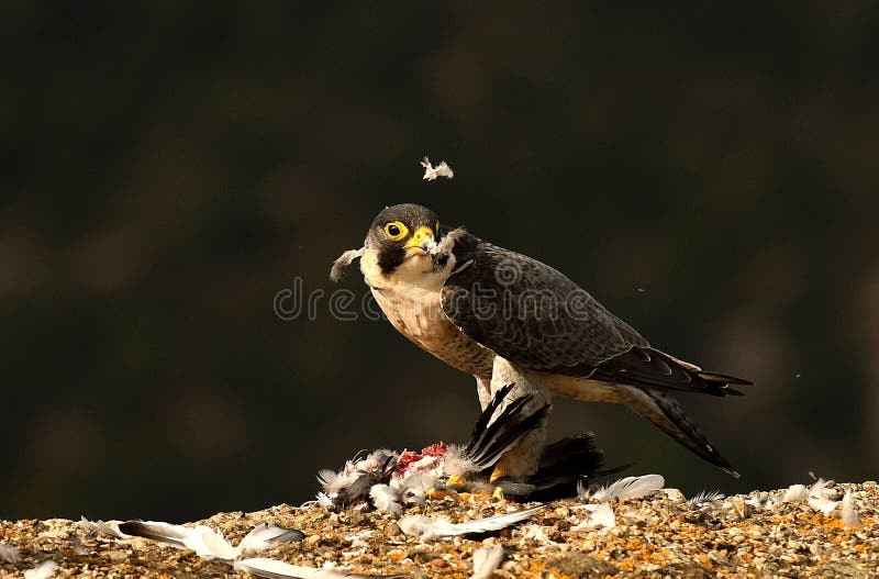 A Basking Falcon Rests on the Rock Stock Photo - Image of field, lonely ...