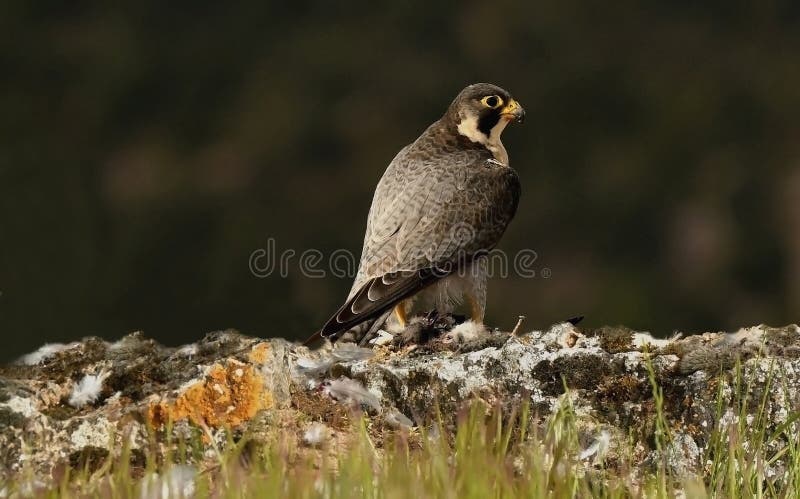 Basking Falcon Rests on the Rock with a Prey Stock Photo - Image of ...