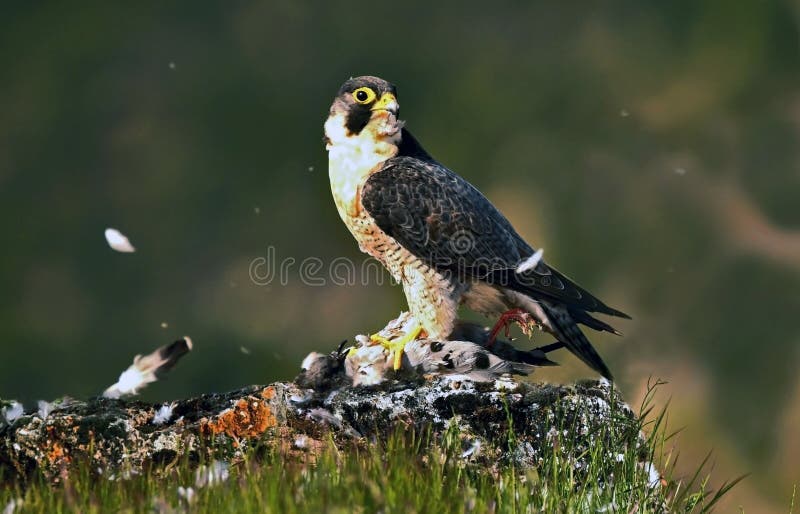 Basking Falcon Rests on the Rock with a Prey Stock Image - Image of ...