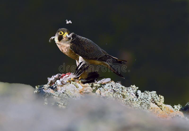 Falcon Rests on the Rock with a Prey Stock Photo - Image of kingfisher ...