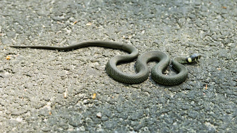 Basking grass snake stock photo. Image of slither, scaly - 93159776