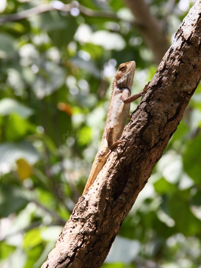 Basking Oriental Garden Lizard on Branch Stock Image - Image of calotes ...