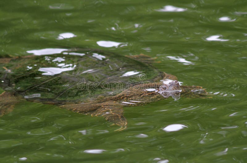 Basking Snapping Turtle stock image. Image of prehistoric - 33641035