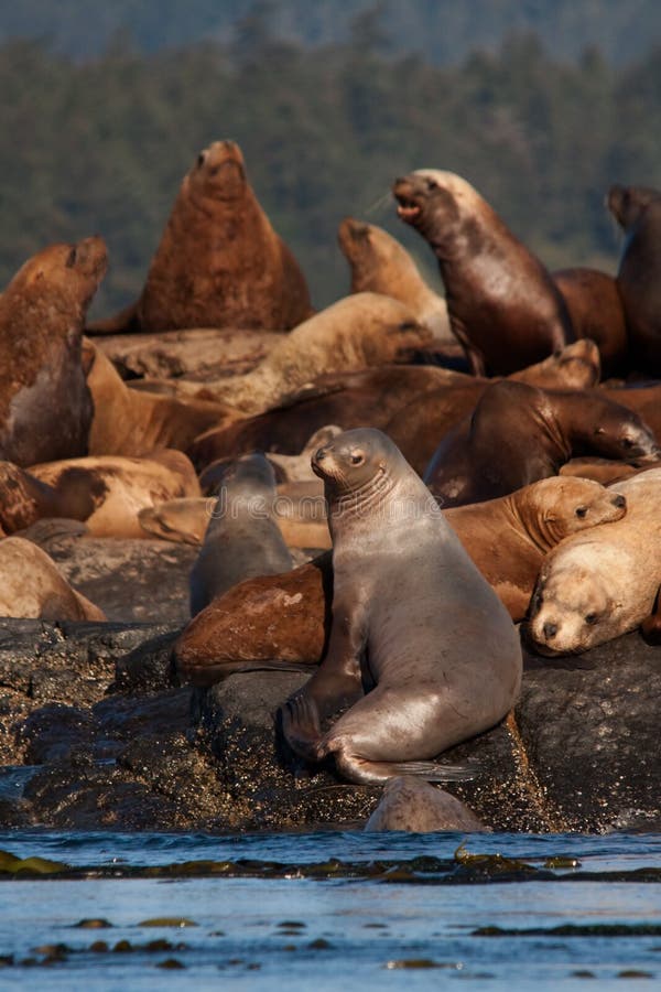 Basking in the Sun stock image. Image of life, nature - 11279357