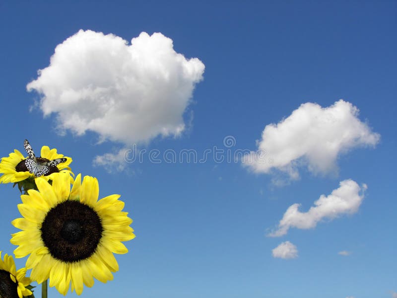 Basking in the Sun stock photo. Image of nature, cloud - 4743626