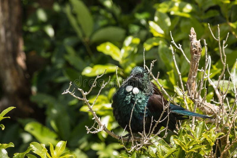 Basking tui bird stock photo. Image of bird, passerine - 50680920
