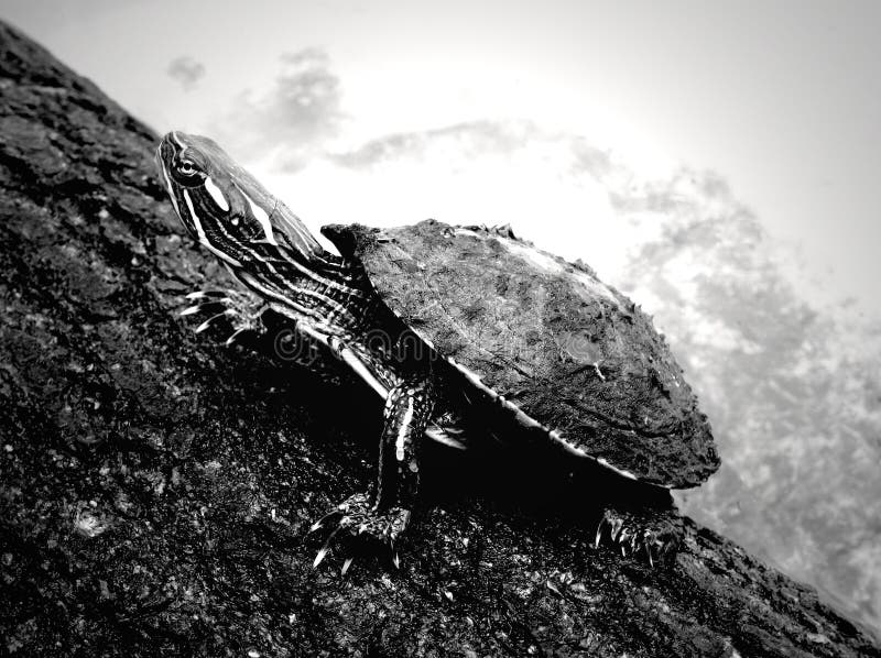 Basking Turtle Picture. Image: 1102227