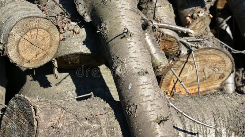 Sunlit Treasures: Abundant Heap of Freshly Cut Branches and Trees Stock ...