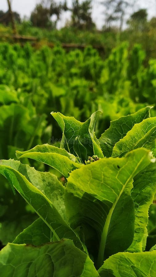 Basmati Rai Saag & X28;leaf& X29; Stock Photo - Image of saag, leaf ...