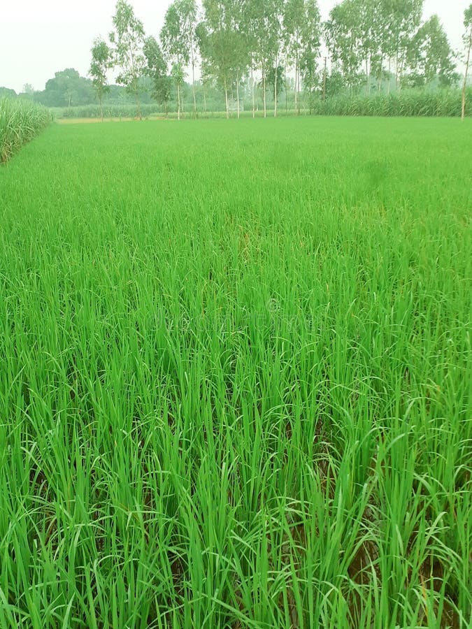 Basmati rice farming india stock photo. Image of basmati - 286536254