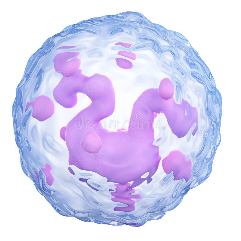 Basophil stock illustration. Illustration of accurate - 58448593