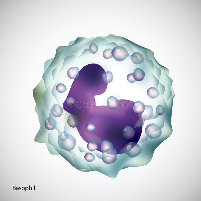 Structure Of A Basophil Download Scientific Diagram