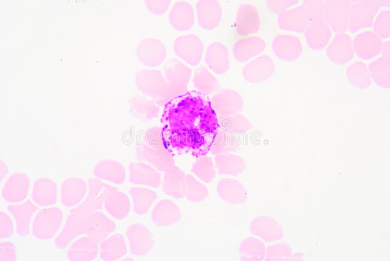 Basophils stock photo. Image of defender, cells, analysis - 50488298