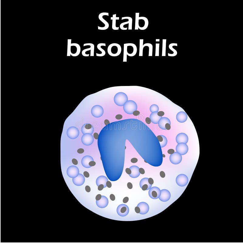 Basophils Structure. Basophils Blood Cells. White Blood Cells ...