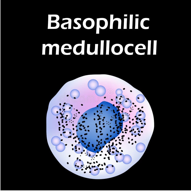 Basophils Structure. Basophils Blood Cells. White Blood Cells ...