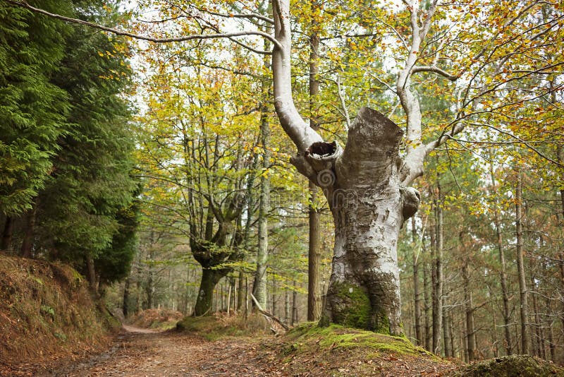 Basque beech forest stock image. Image of euskadi, park - 111441465
