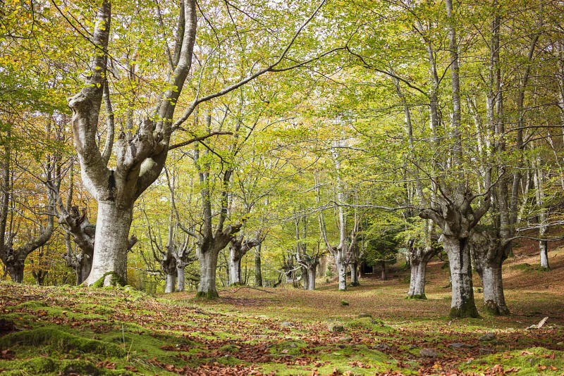 Basque beech forest stock photo. Image of park, range - 111444070
