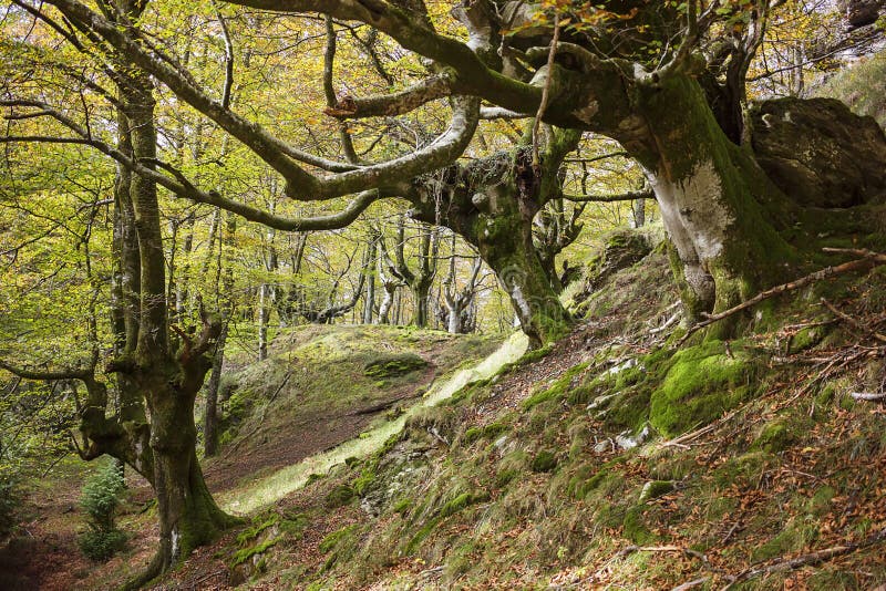 Basque beech forest stock photo. Image of beautiful - 111443956