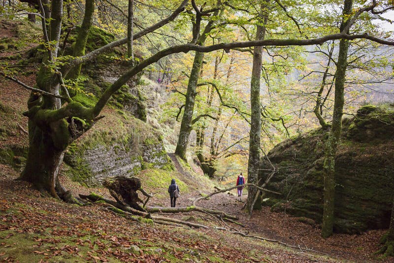 Basque beech forest stock photo. Image of basque, light - 111442560