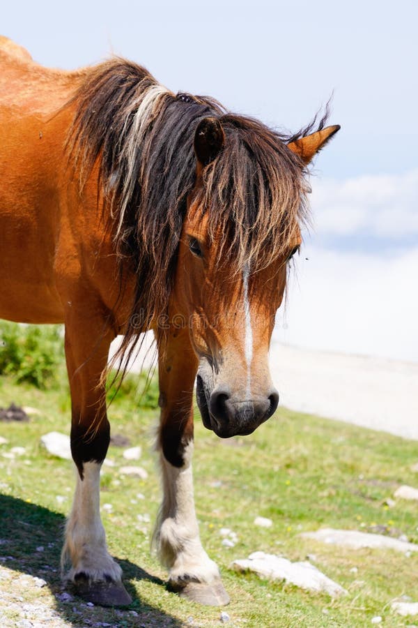 Basque Horse Pottok Face Portrait in Pyrenees Mountain Stock Photo ...