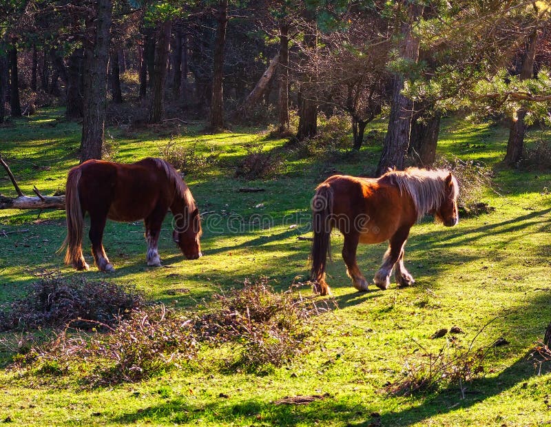 Basque horses at sunset stock image. Image of sunset - 170813969