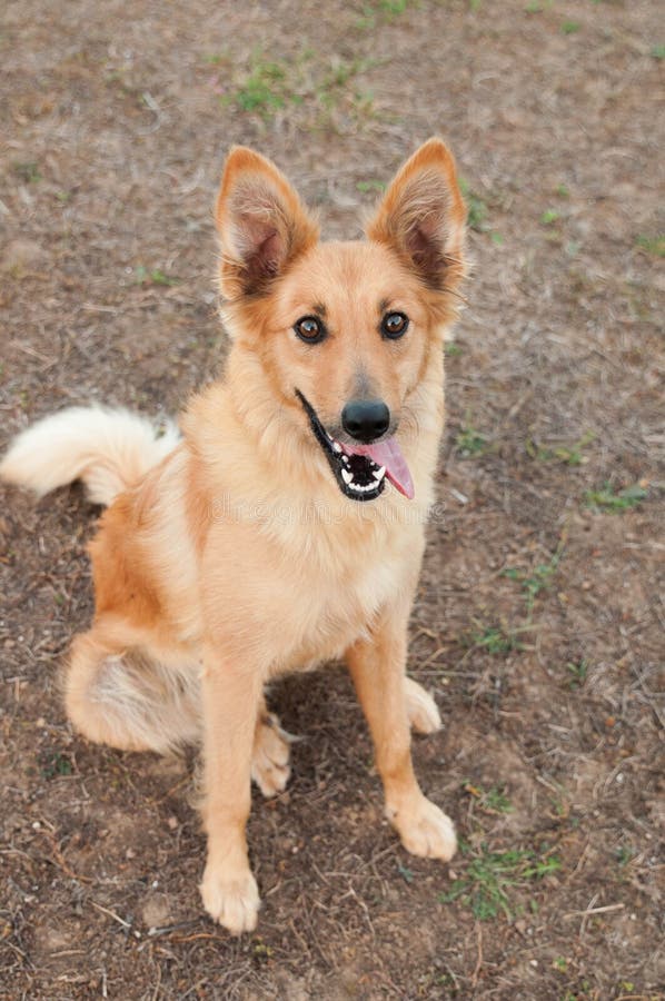 Basque Sheepherder Dog Portrait Stock Photo - Image of friendship ...