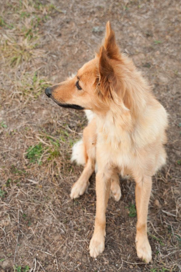 Basque Sheepherder Dog Portrait Stock Image - Image of canine, face ...