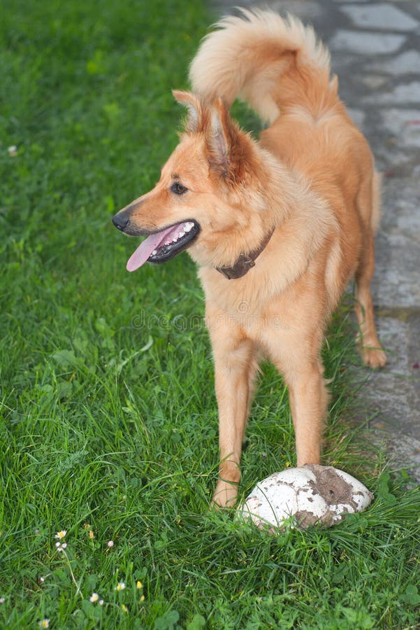 Basque Shepherd Dog in the Garden Stock Photo - Image of friendly, cute ...