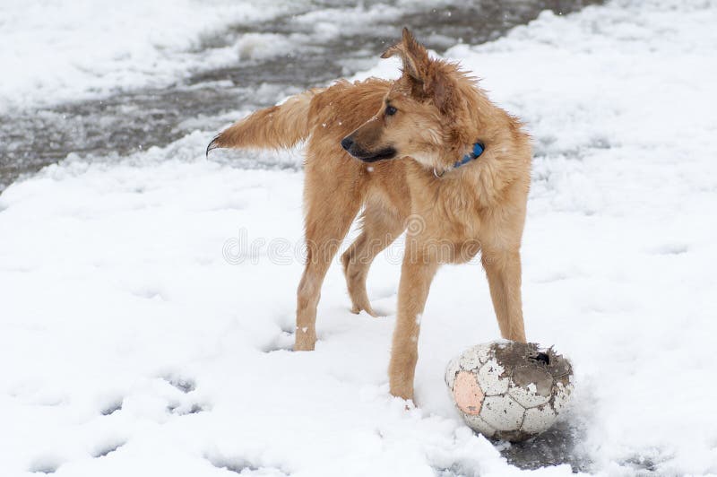Basque Shepherd Dog Playing with a Ball in the Yard, on a Snowy Day ...
