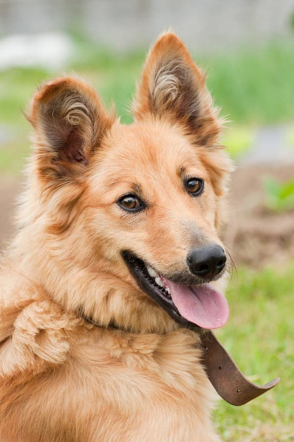 Basque Shepherd Dog Portrait Stock Image - Image of domestic, young ...
