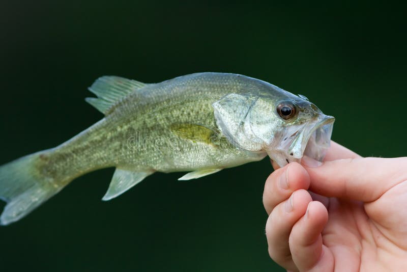 Bass stock photo. Image of hook, bass, fish, leisure, little - 2090524