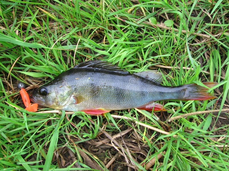 Bass stock image. Image of perca, angler, gills, branchia - 627213