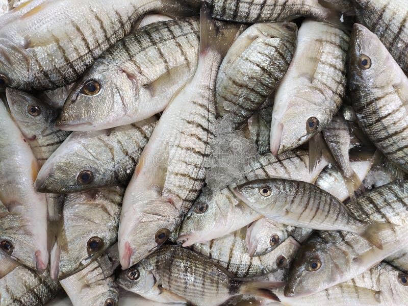 Bass Do Mar Strike No Contador De Peixes Foto de Stock - Imagem de gelo ...