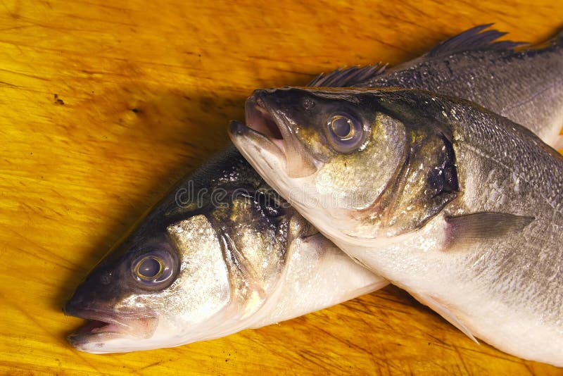 Bass fish stock photo. Image of carp, health, mouth, dead - 587200