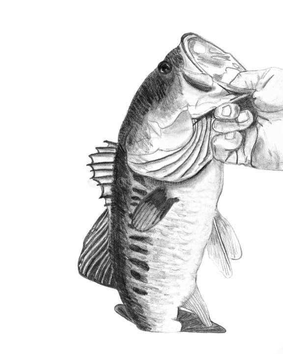 Bass Fish Drawing stock illustration. Illustration of freshwater - 6899273