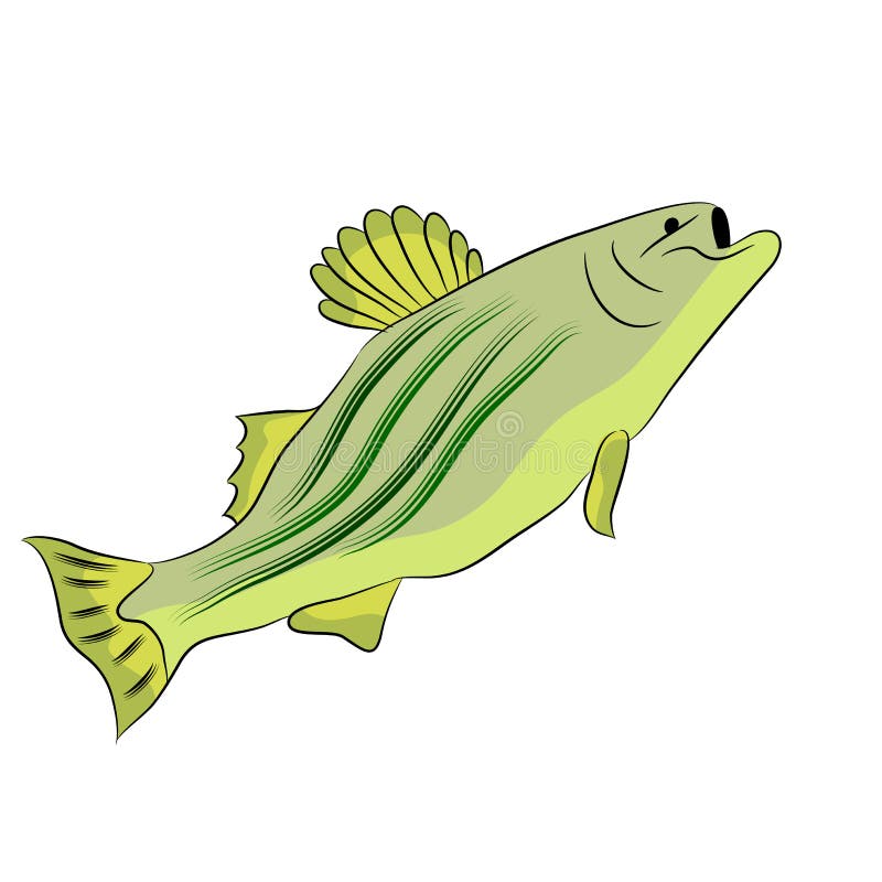 Bass Fish Drawing stock vector. Illustration of cartoon - 55733527