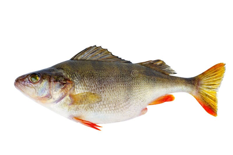Smallmouth Bass Fish Isolated White Background Stock Photos - Free ...