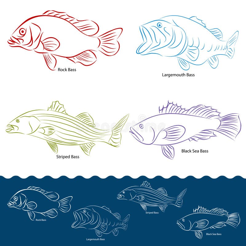 Bass Fish Types stock vector. Illustration of species - 24076187