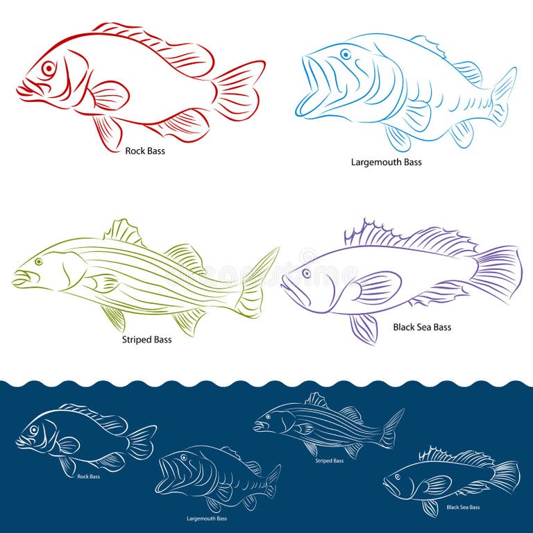 Large Fish Species Stock Illustrations – 4,782 Large Fish Species Stock ...